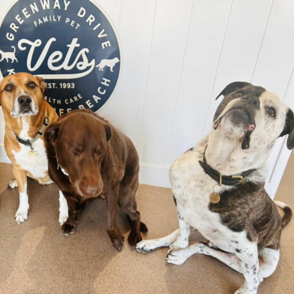 Wellness and Vaccination - Greenway Drive and Kingscliff Veterinary ...