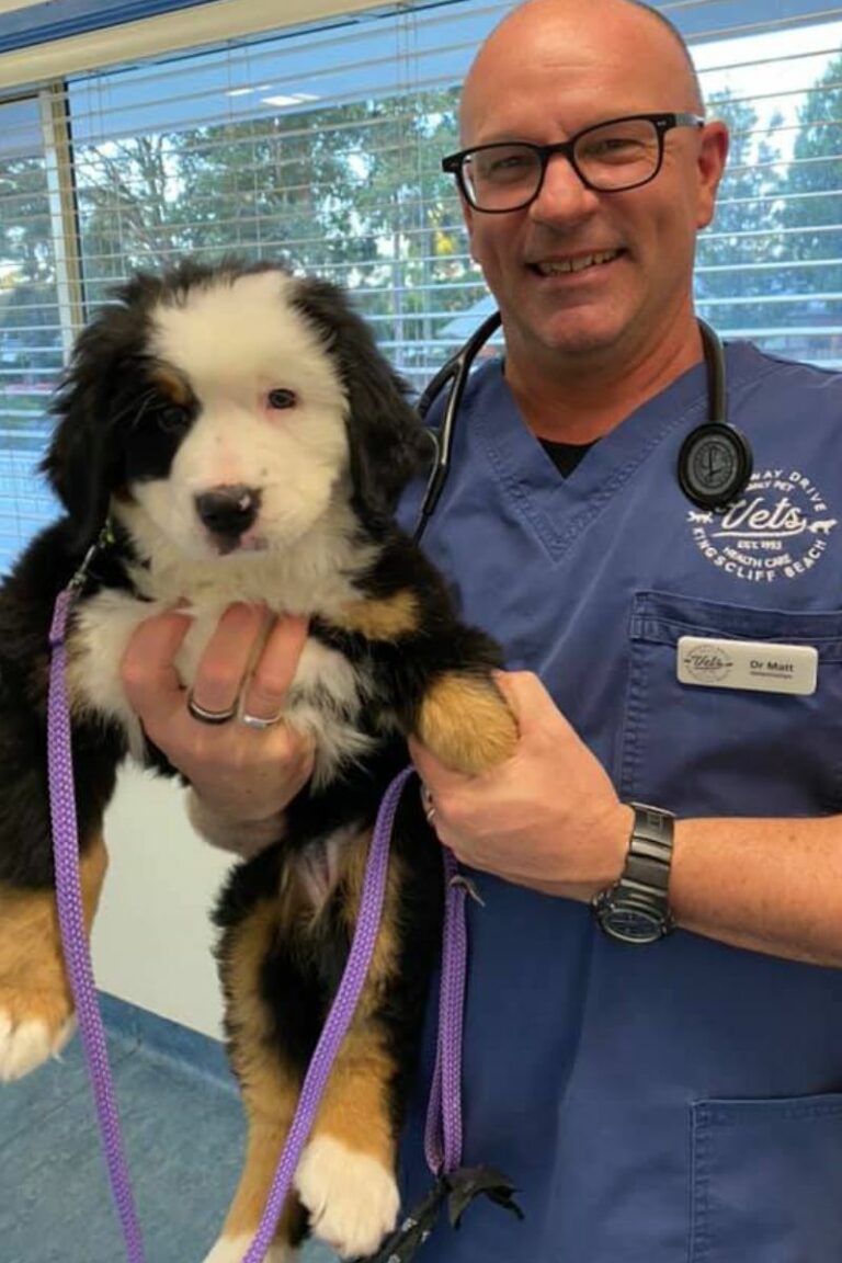 Greenway Drive and Kingscliff Veterinary Hospitals | Quality Pet Care ...